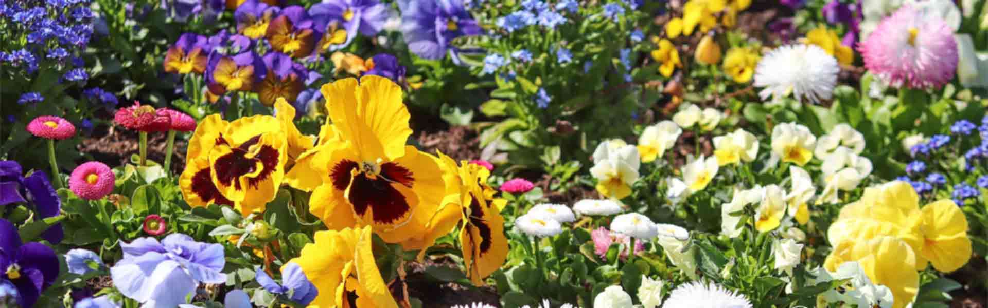 Cape Cod Landscape Design er, Lawn Installation - Cranberry Landscape ...